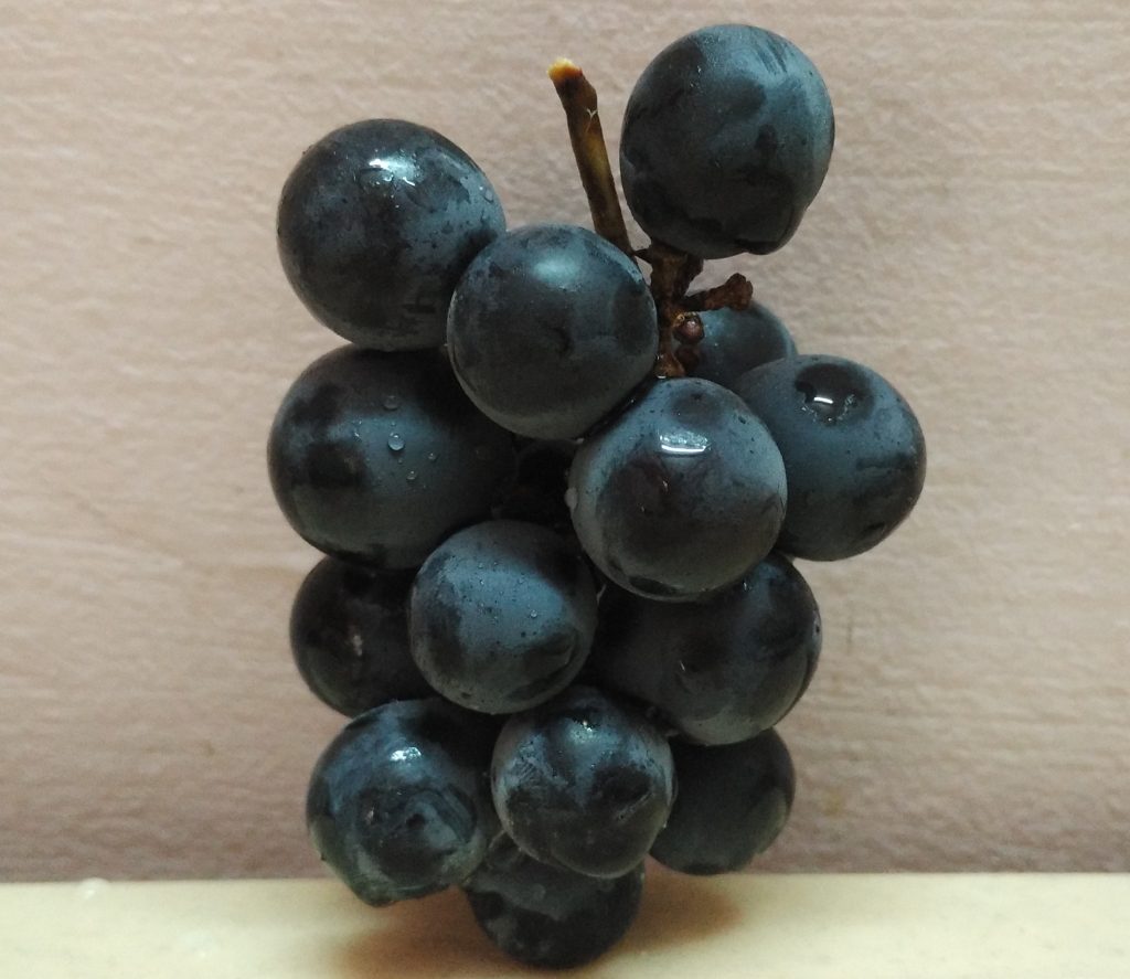 Vineyards of the Deccan Plateau – A Cityseeker Guide | cityseeker